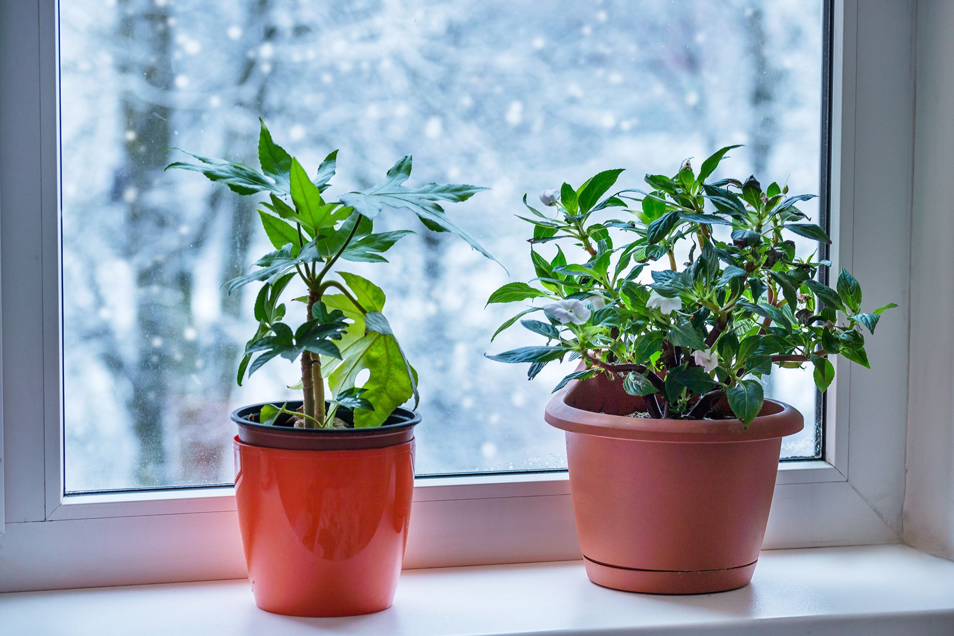 Temperature Guide for Houseplants | Mordialloc Florist