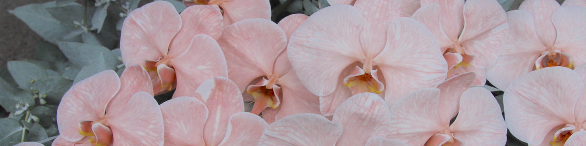 Same-Day Flower Delivery in Melbourne | Mordialloc Florist