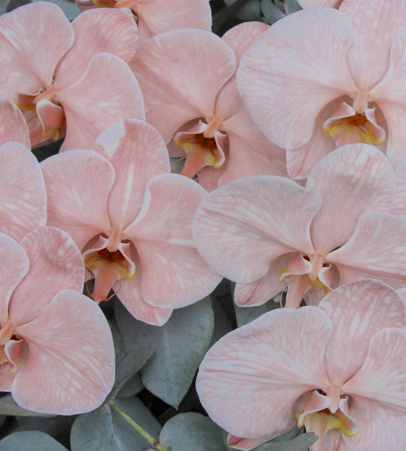 Same-Day Flower Delivery in Melbourne | Mordialloc Florist